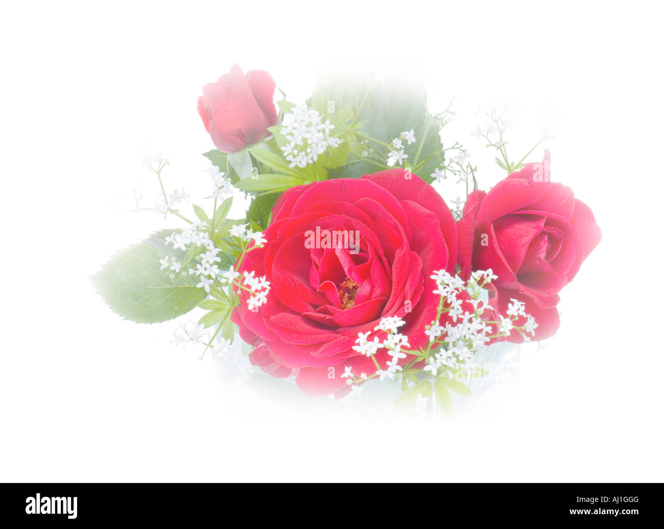 red rose with green leaf and white blooming woodruff waldmeister cutout ...