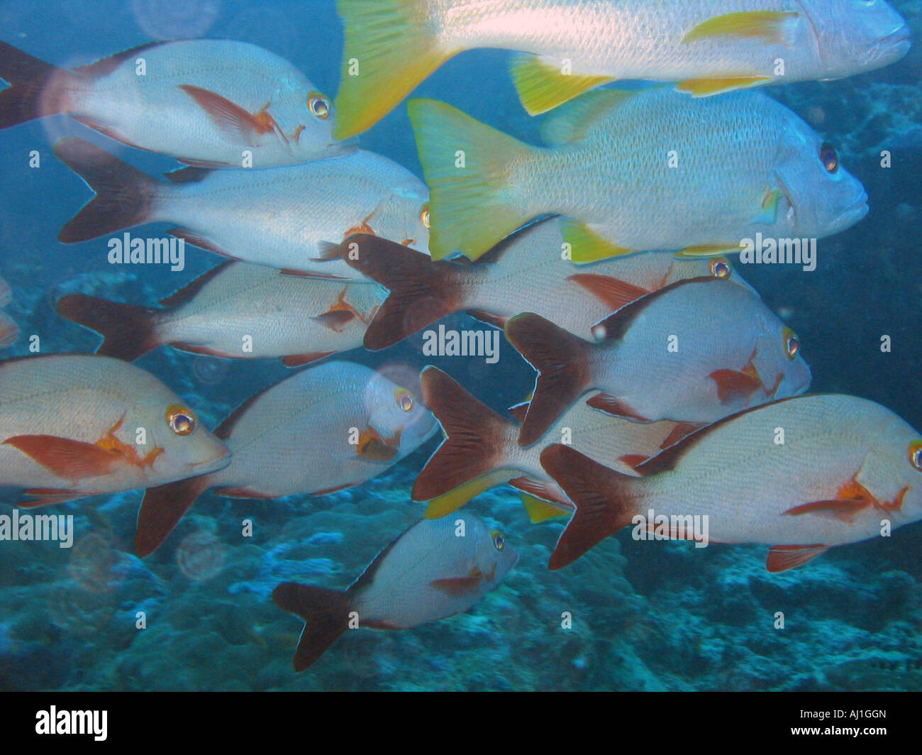 school of fish Stock Photo - Alamy