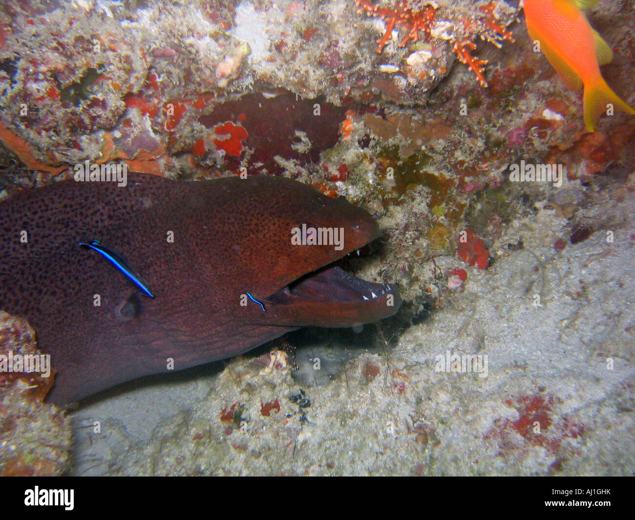 Jewel of moray hi-res stock photography and images - Alamy
