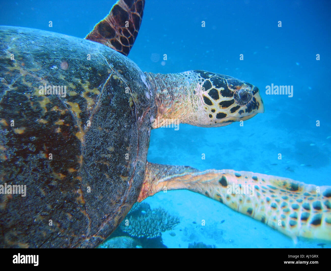 Underwater turtle shots hi-res stock photography and images - Alamy