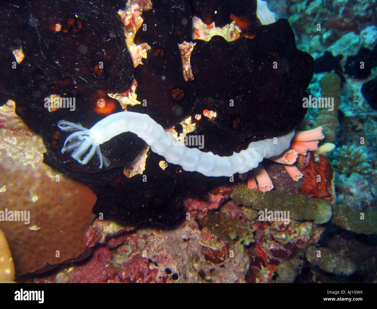 Tuneworms hi-res stock photography and images - Alamy