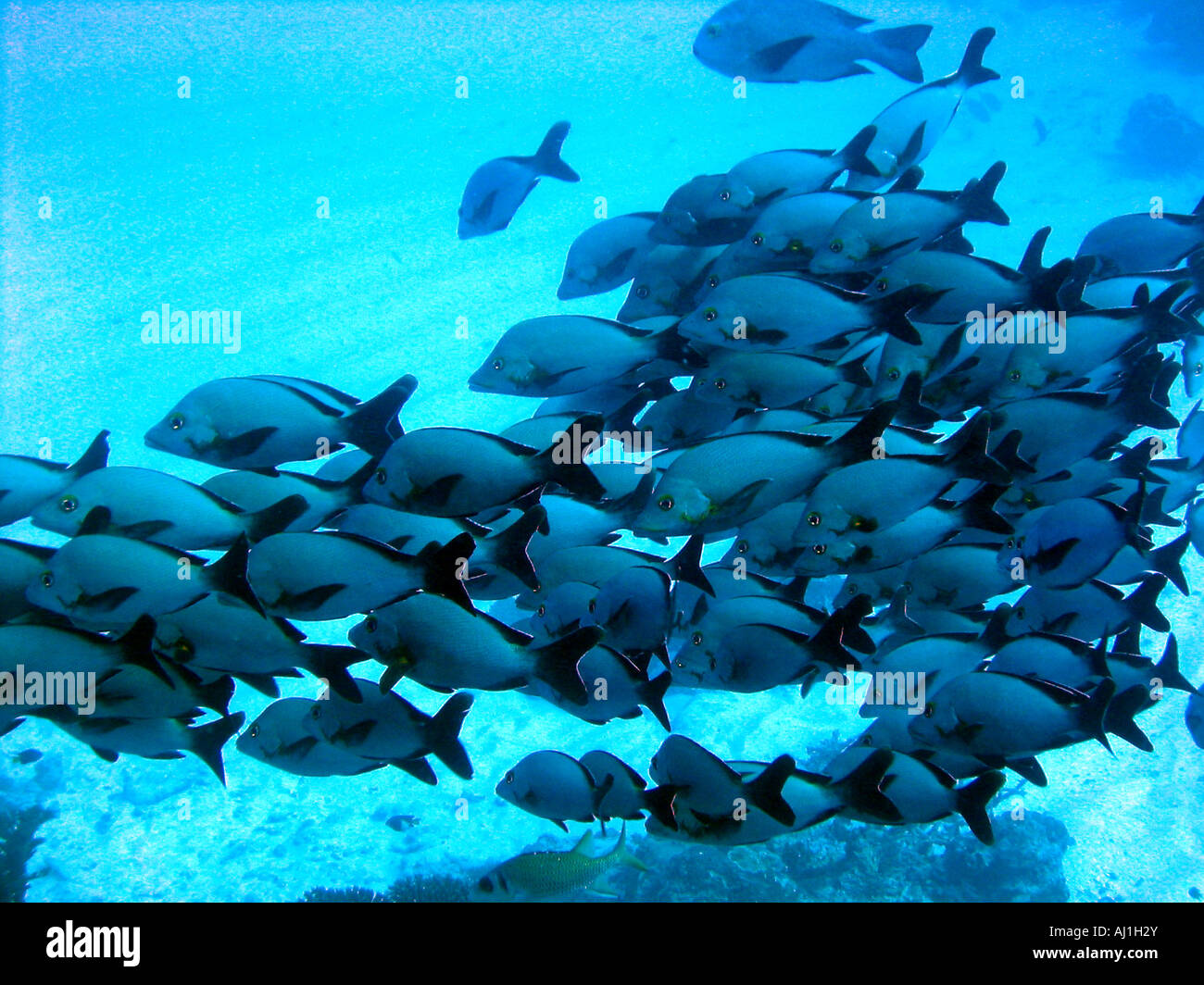 school of fish Stock Photo - Alamy