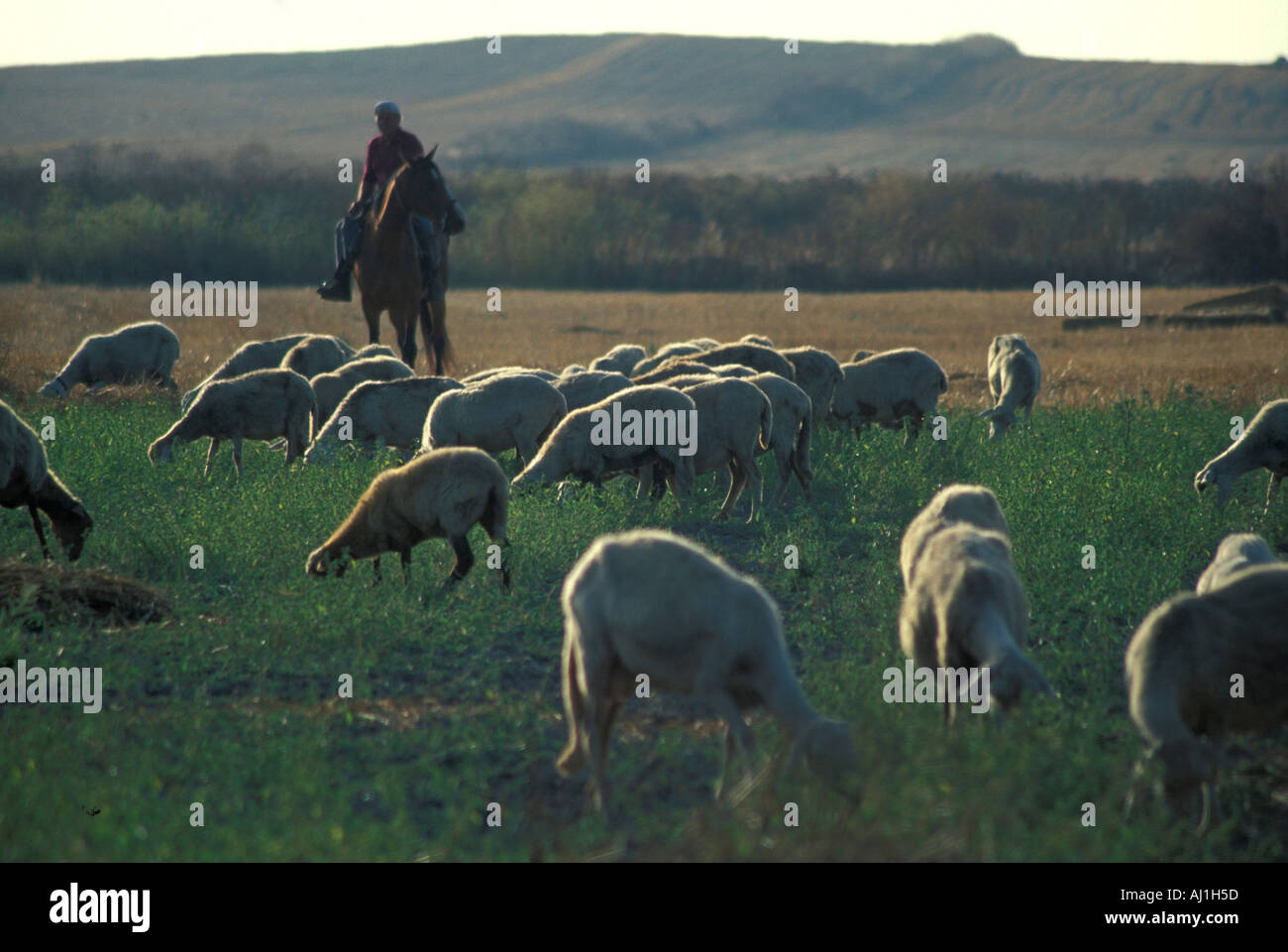 What Is The Breed Of Sardinian Shepherd Dog