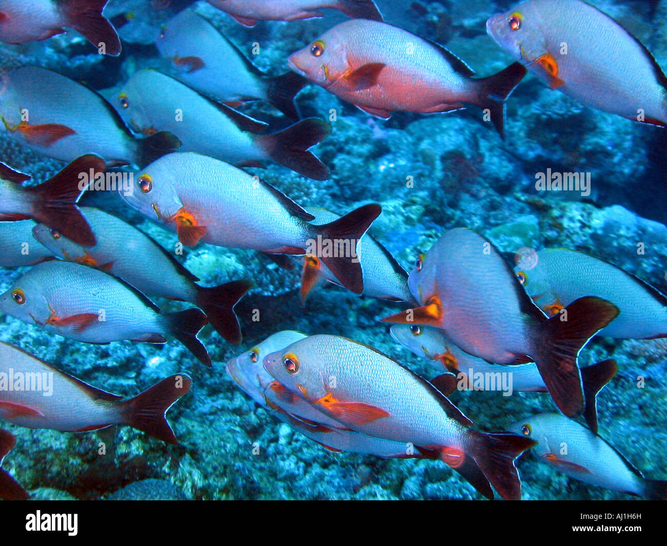 school of fish Stock Photo - Alamy