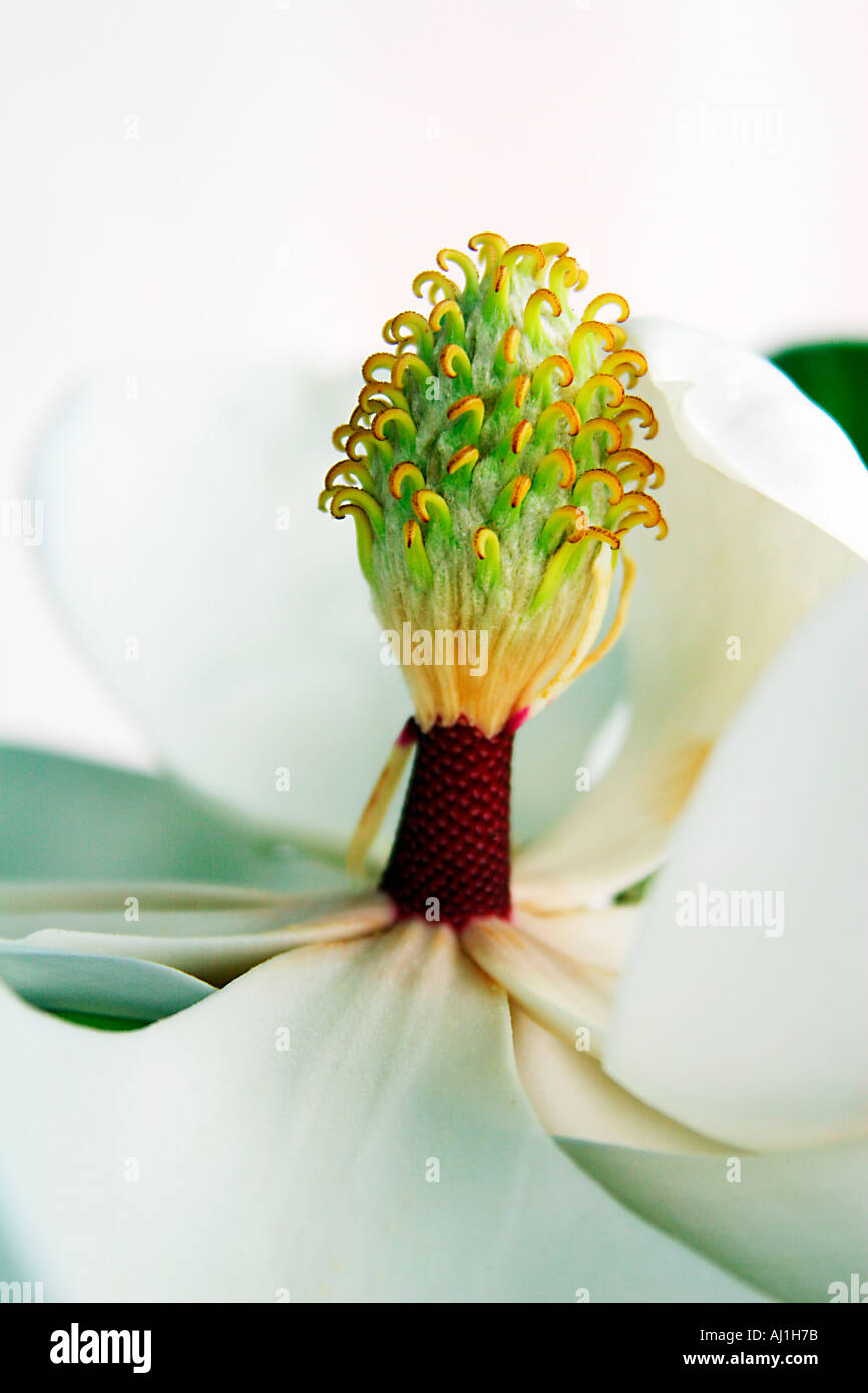 Southern Magnolia Flower Found On Magnolia Tree Spring Blooms Stock ...