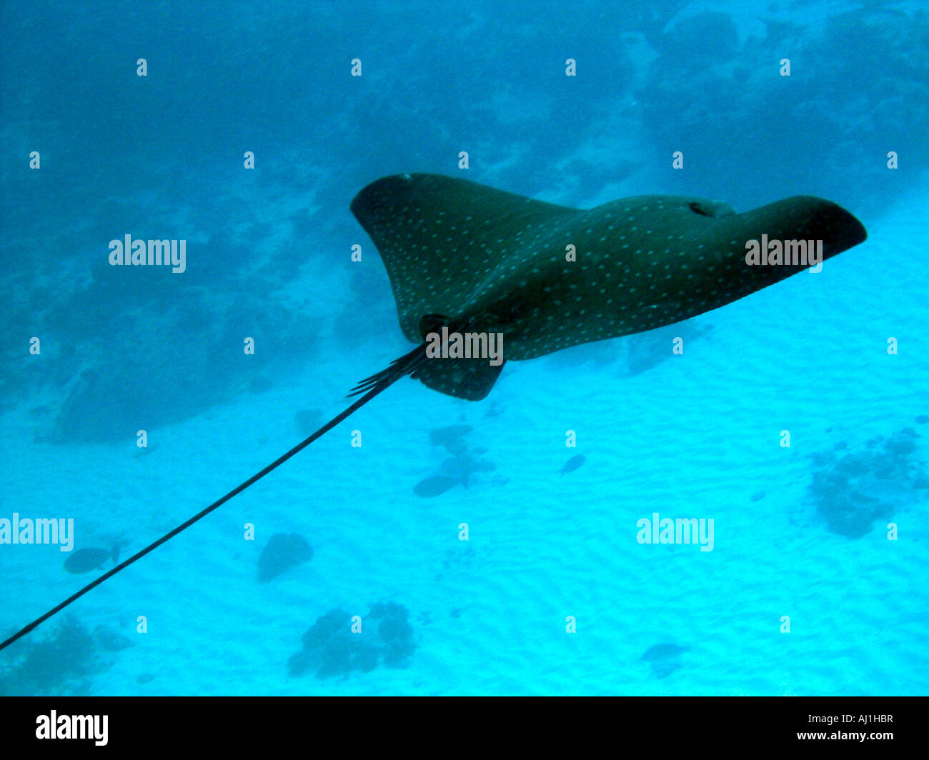 North male atoll, maldives rays hi-res stock photography and images - Alamy