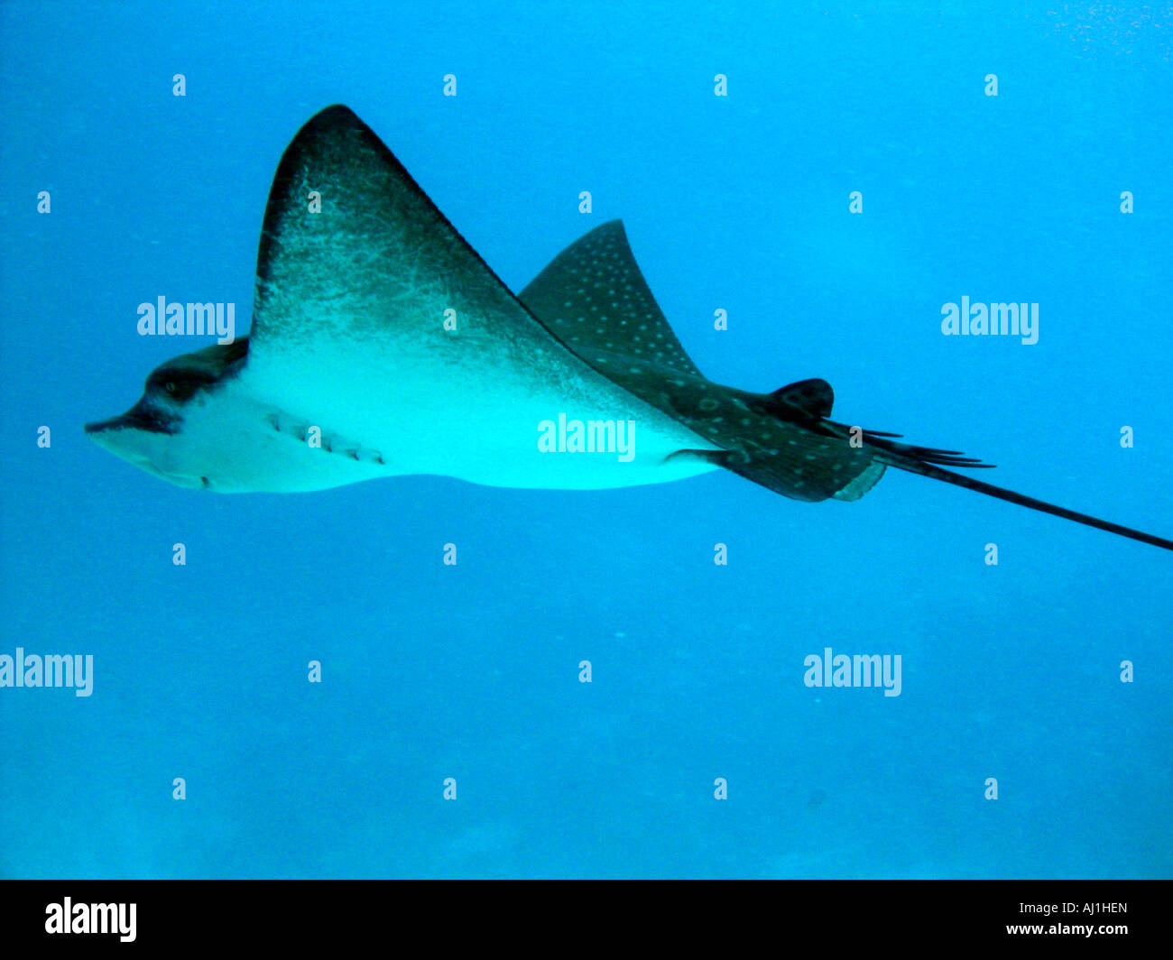 North male atoll, maldives rays hi-res stock photography and images - Alamy
