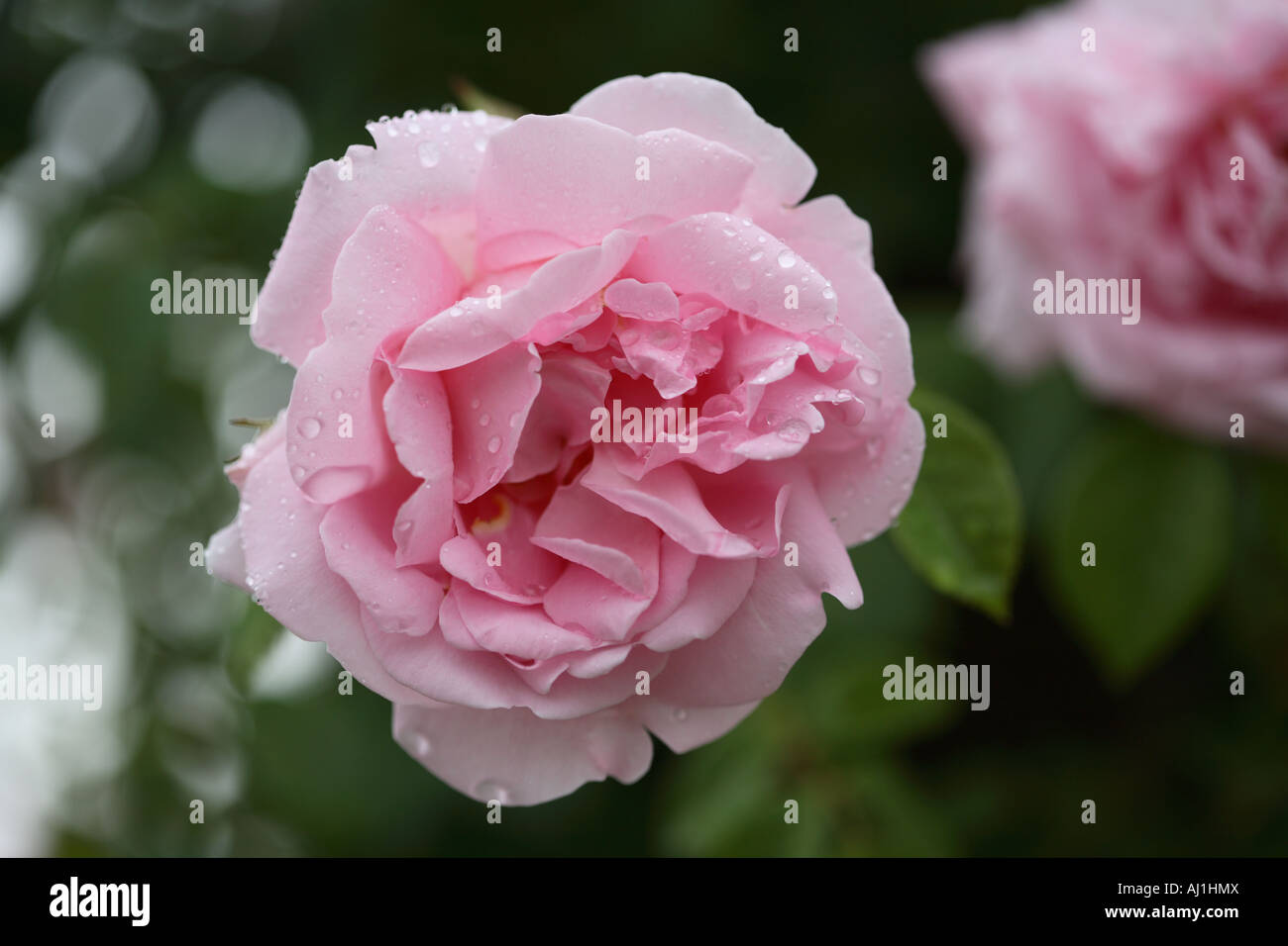 The rose, Alida Lovett at Flower Festival Commemorative Park in Gifu ...
