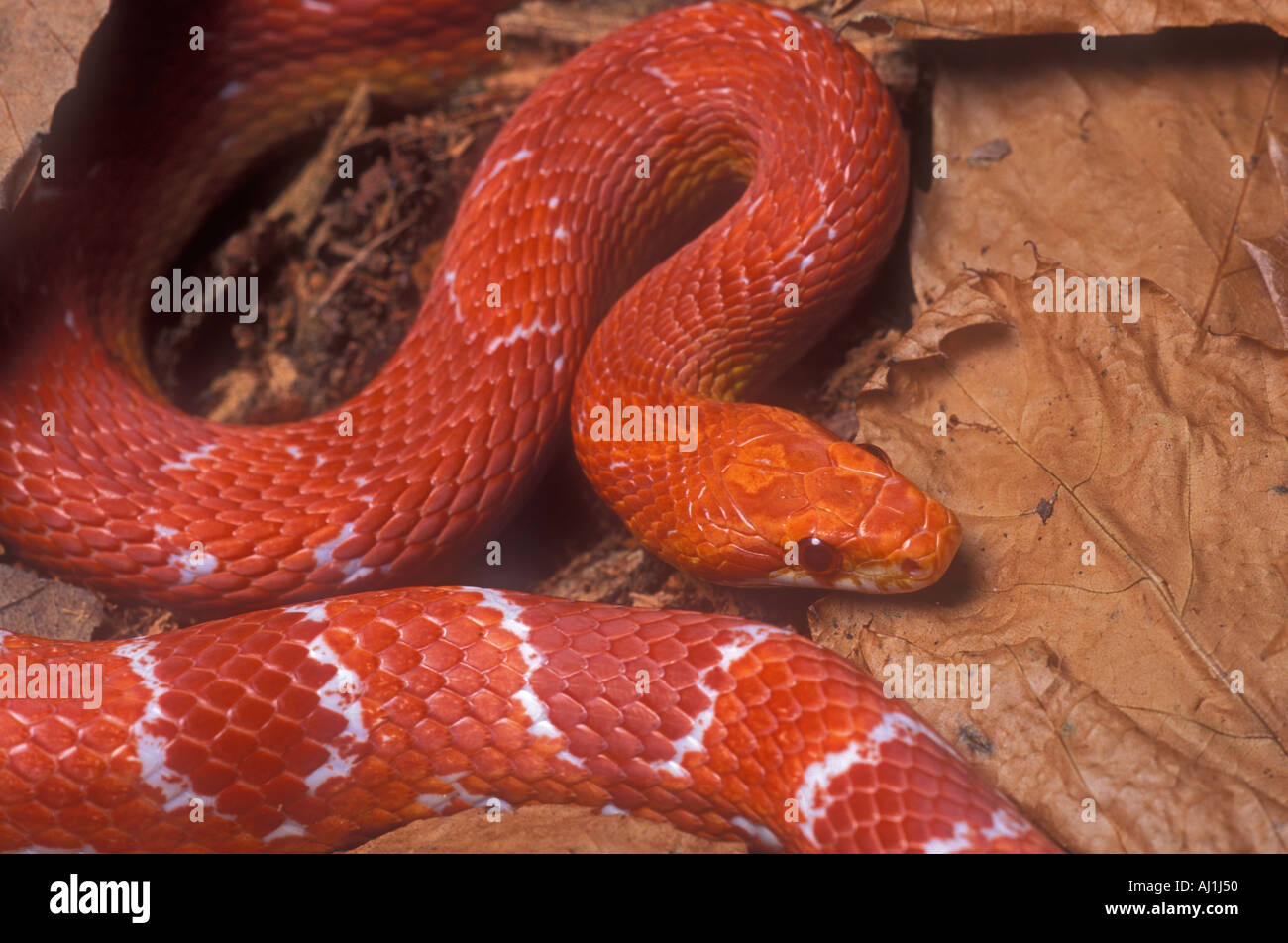 Hypo Amel Corn Snake