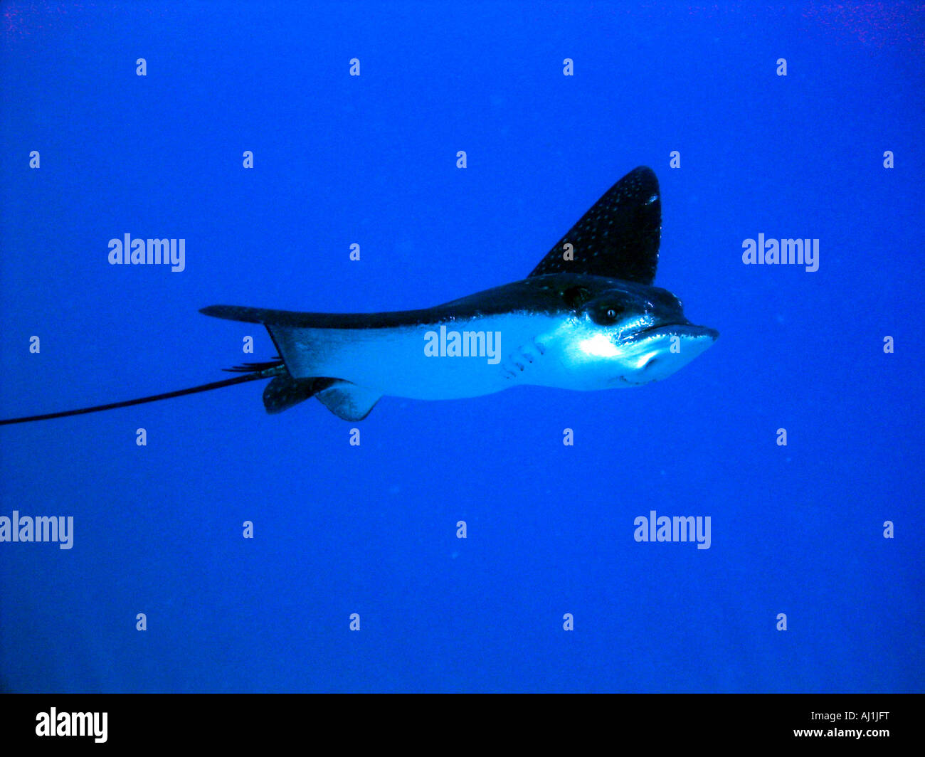Eagle rays maldives hi-res stock photography and images - Alamy