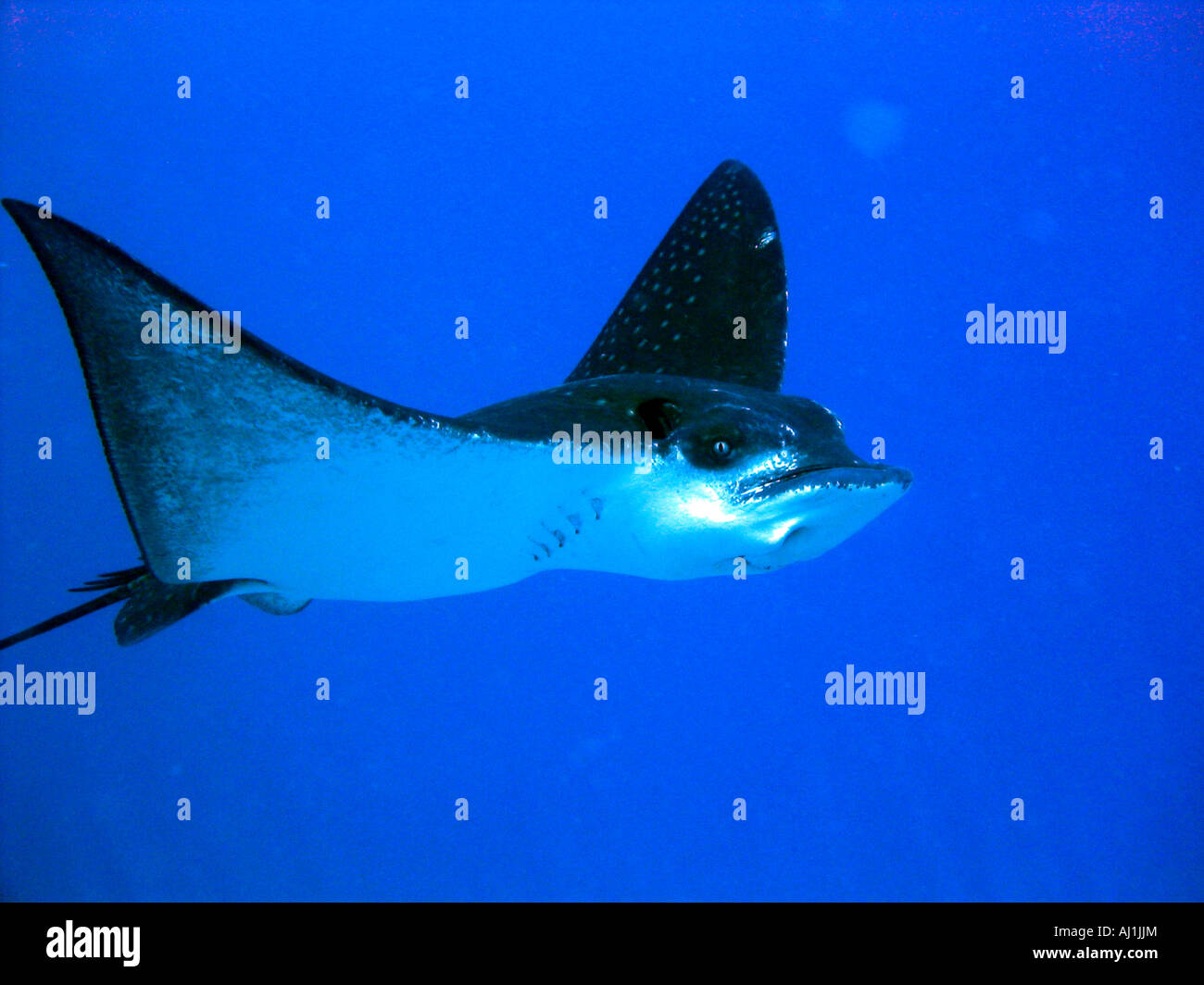 North male atoll, maldives rays hi-res stock photography and images - Alamy