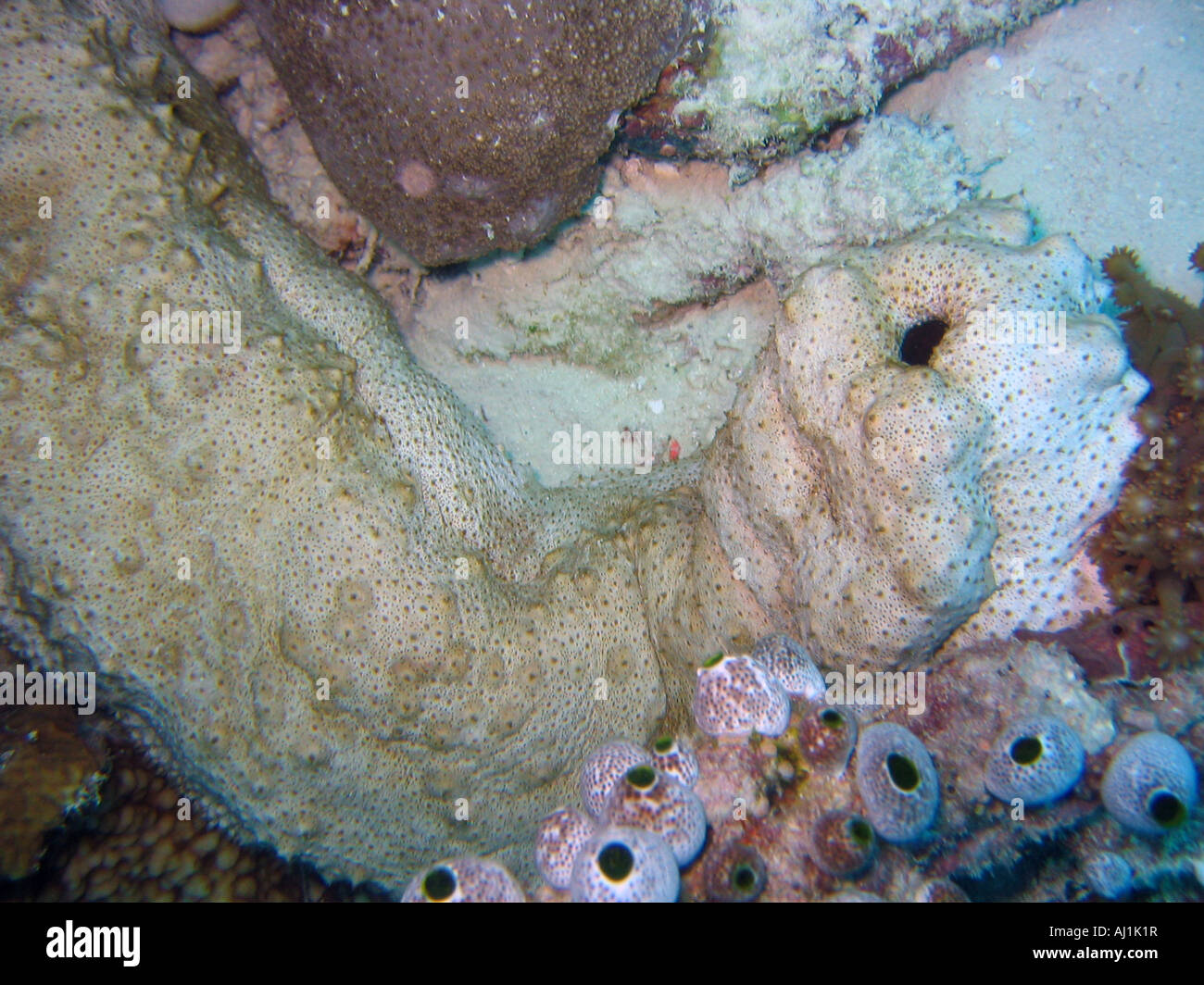 Sea cucumber hi-res stock photography and images - Alamy