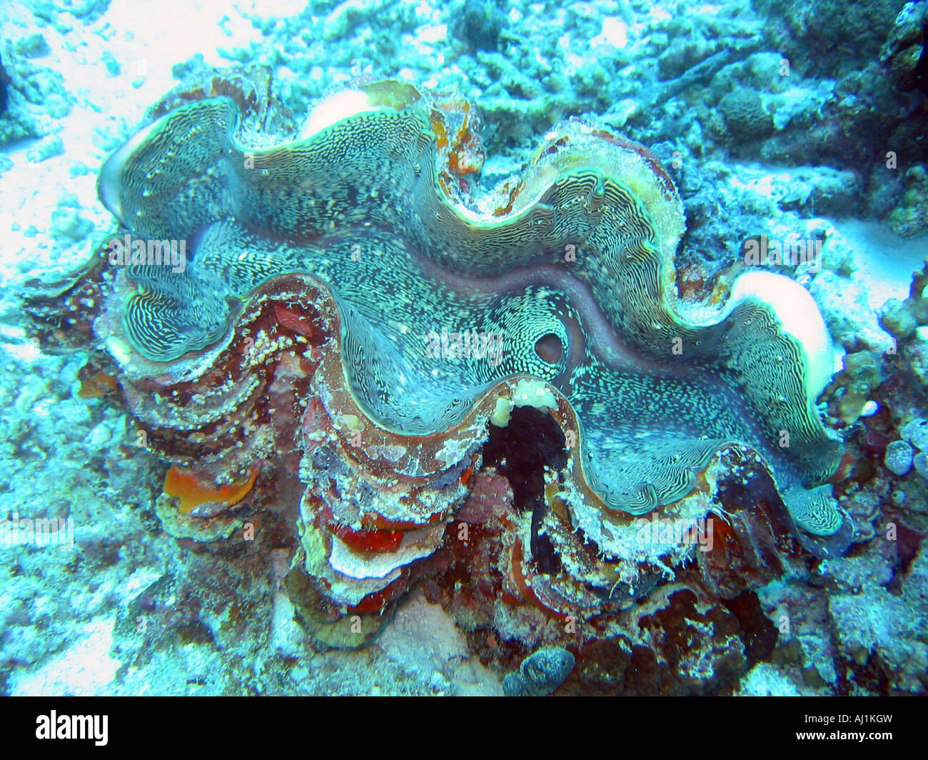 The conch divers hi-res stock photography and images - Alamy
