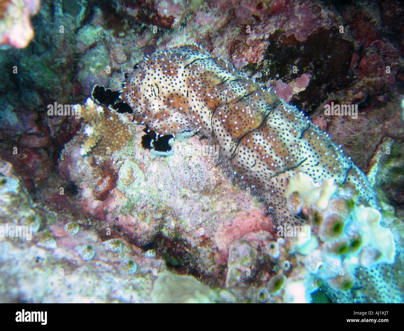 Sea cucumber underwater hi-res stock photography and images - Alamy