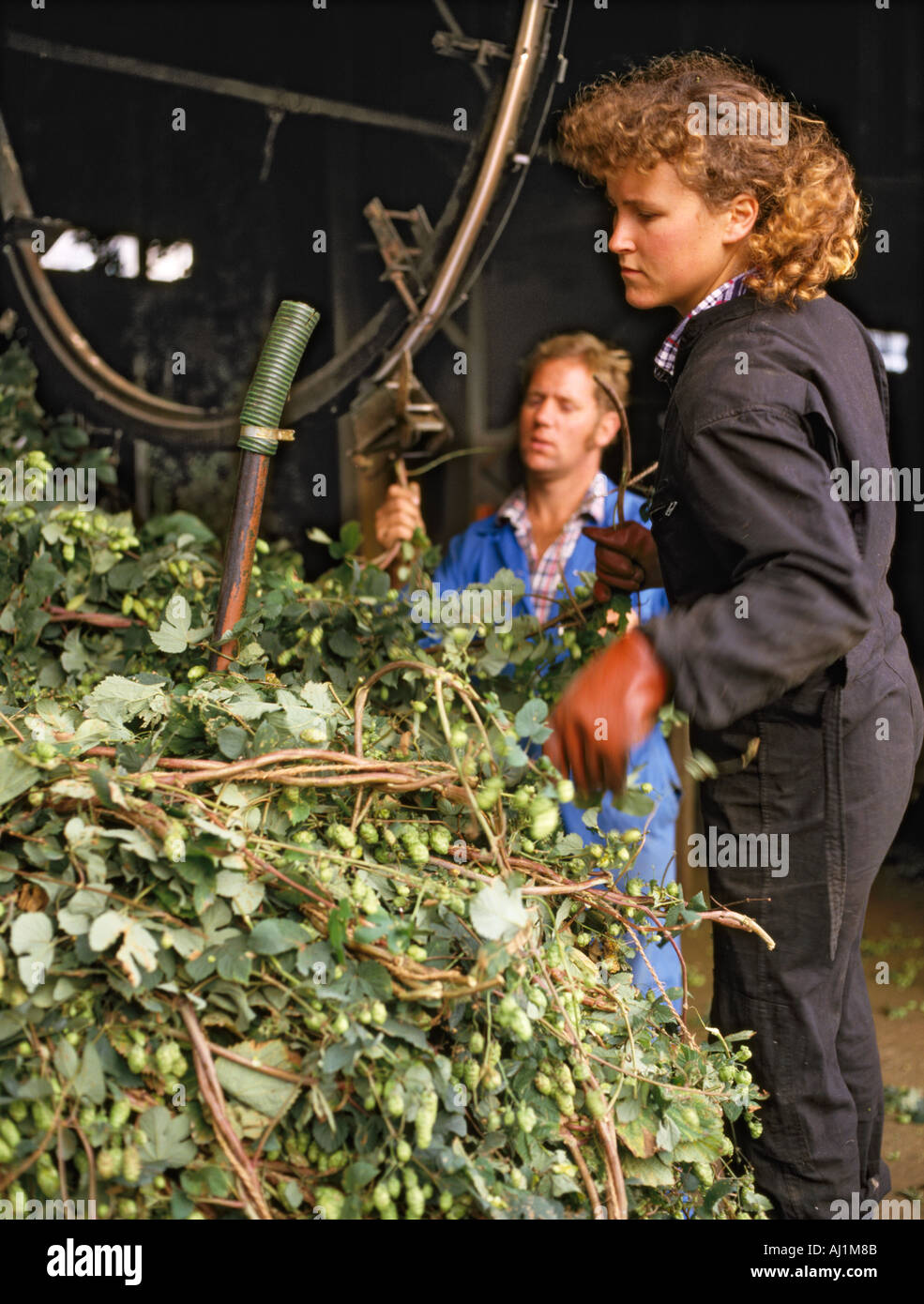 Hops hop picking hop picker pickers High Resolution Stock Photography ...