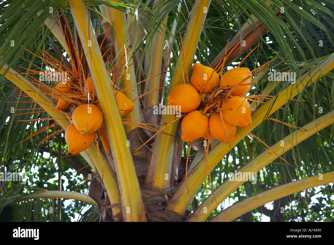 coconuts on coconut tree Stock Photo - Alamy