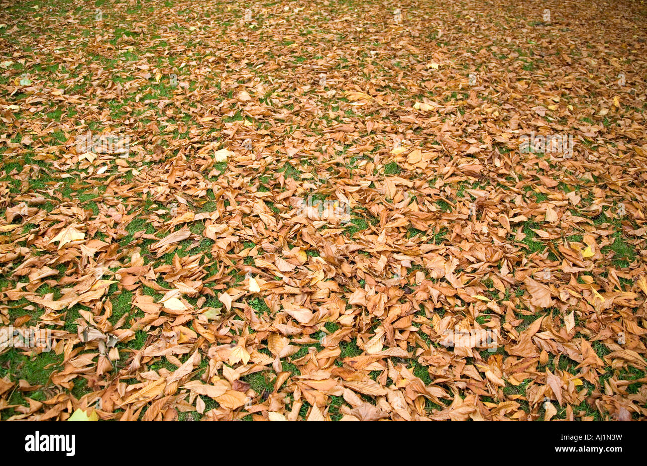 Grass covered by leaves Stock Photo - Alamy