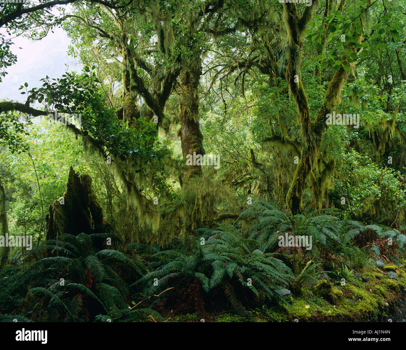 Temporate rain forest hi-res stock photography and images - Alamy