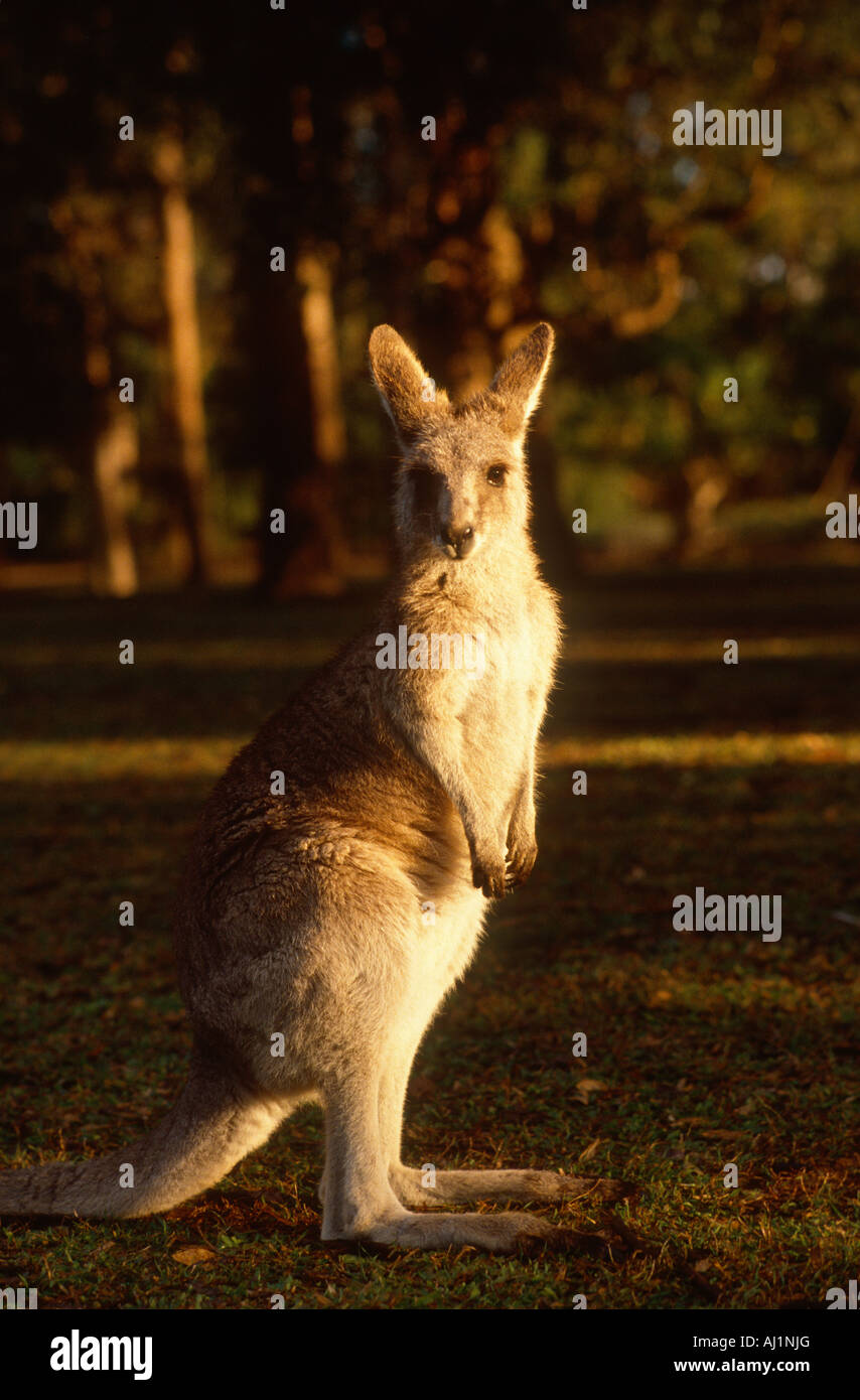Kangaroo portrait Australia Stock Photo - Alamy