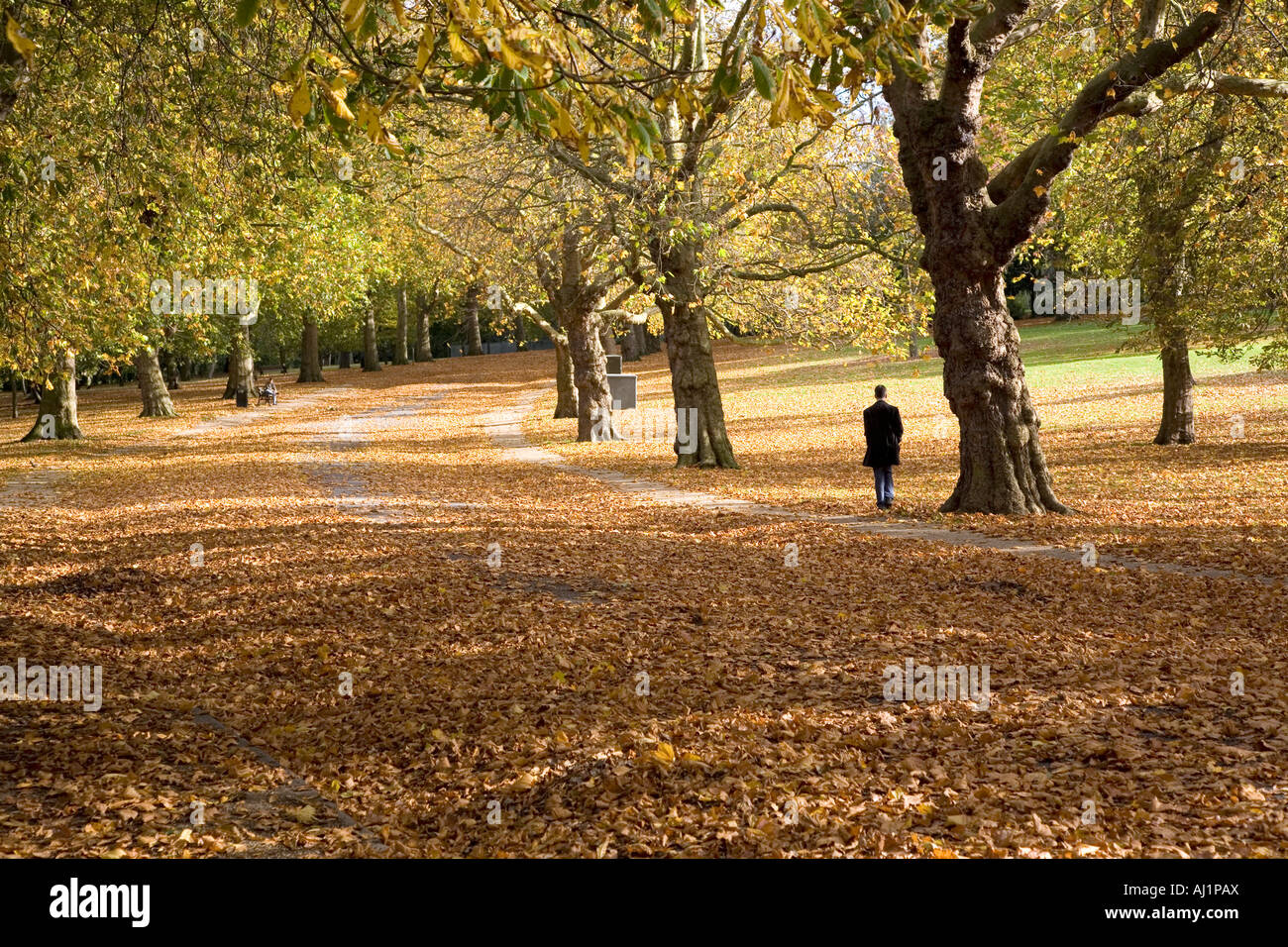 A Man strolling through a park on an Autumn day Stock Photo - Alamy