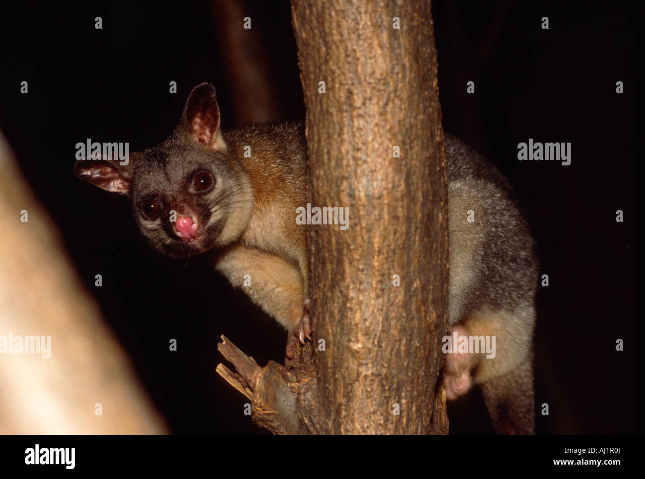 Possum in tree Stock Photo - Alamy