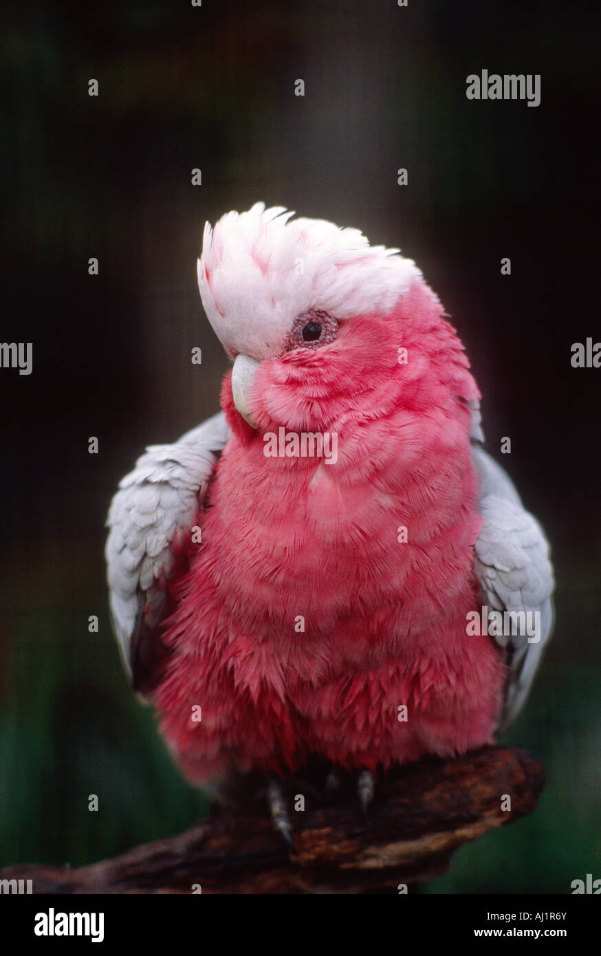 Pink and Grey Galah Australia Stock Photo - Alamy