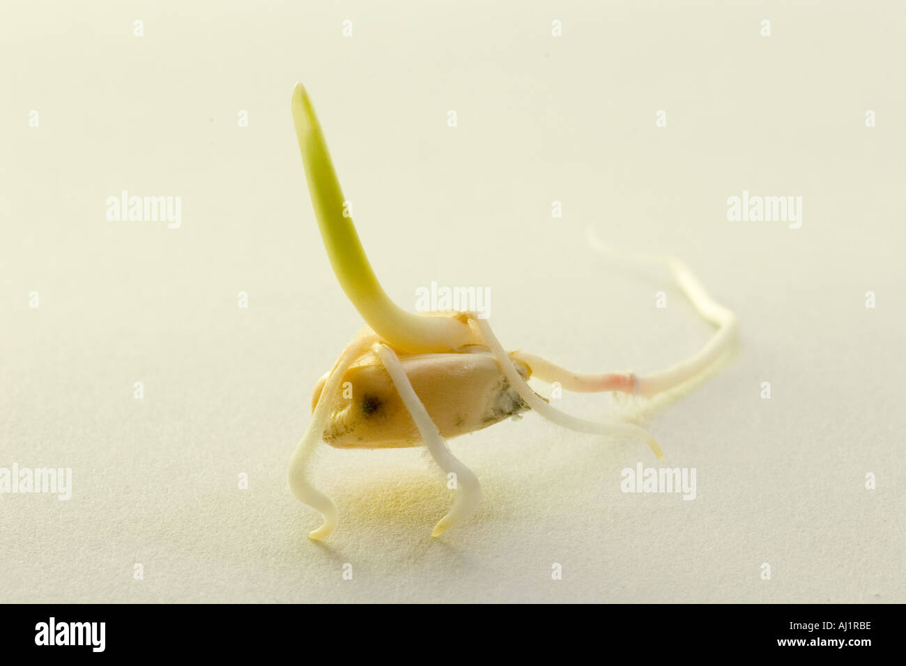 Corn Seed Germinating Stock Photos & Corn Seed Germinating Stock Images ...