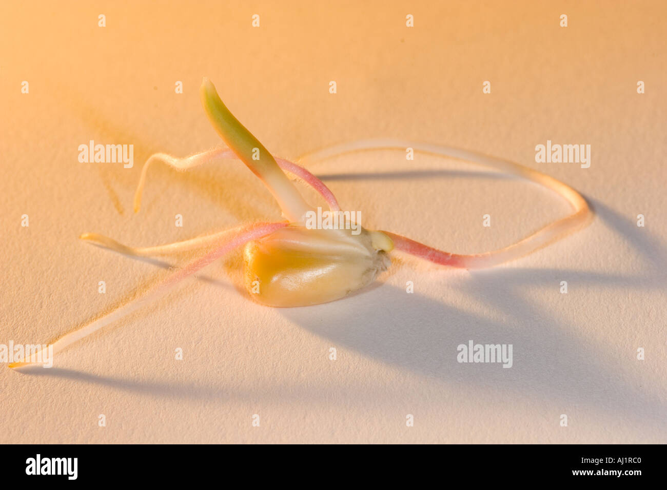 Maize seed germinating hi-res stock photography and images - Alamy