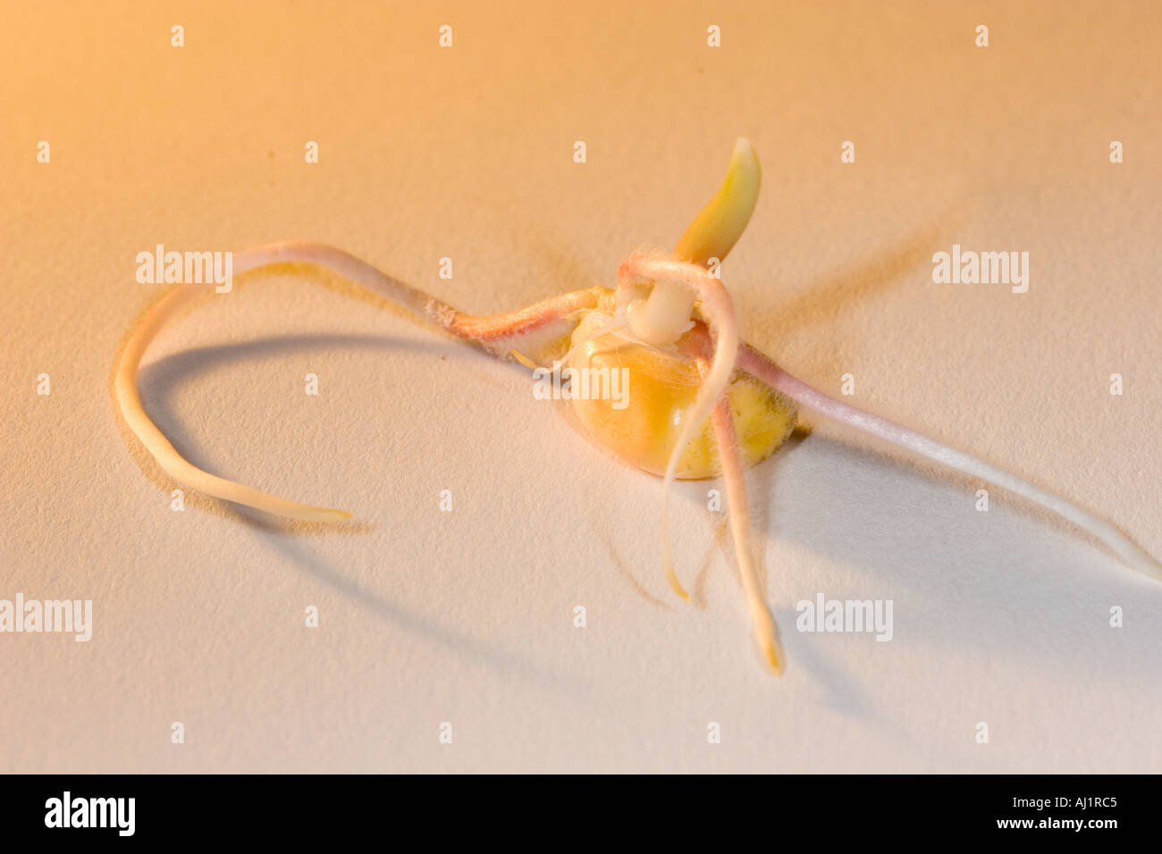 Cotyledon seed germination hi-res stock photography and images - Alamy