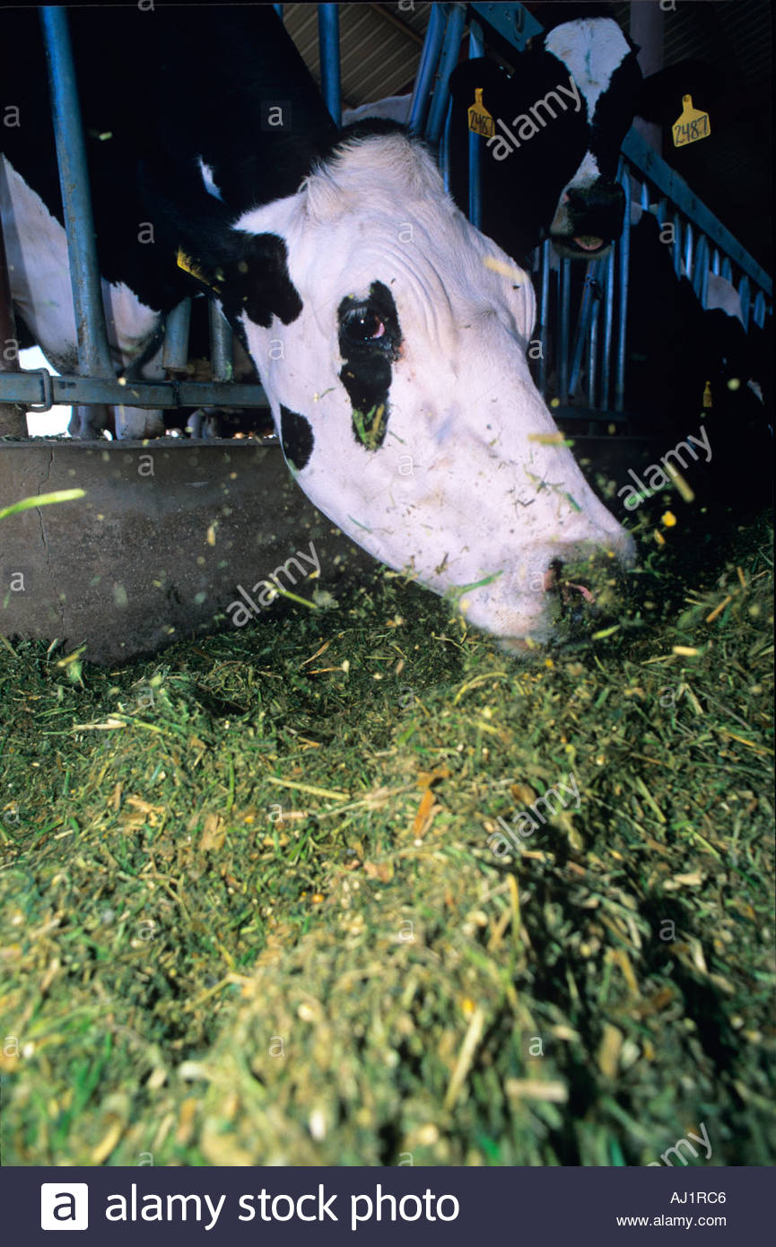 Large Feedlot High Resolution Stock Photography and Images - Alamy