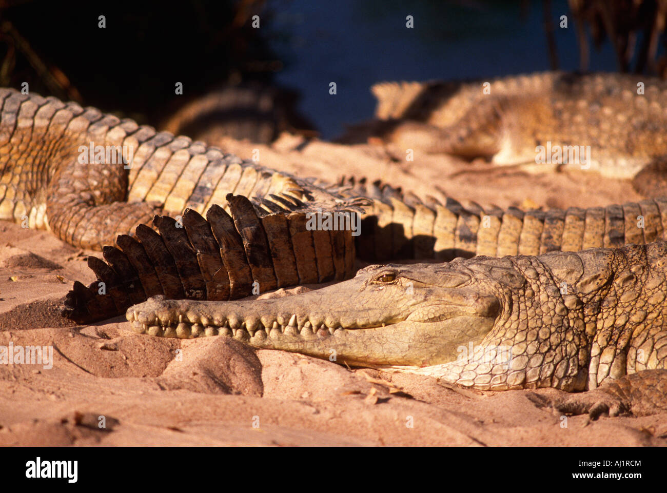 Bask of crocodiles hi-res stock photography and images - Alamy
