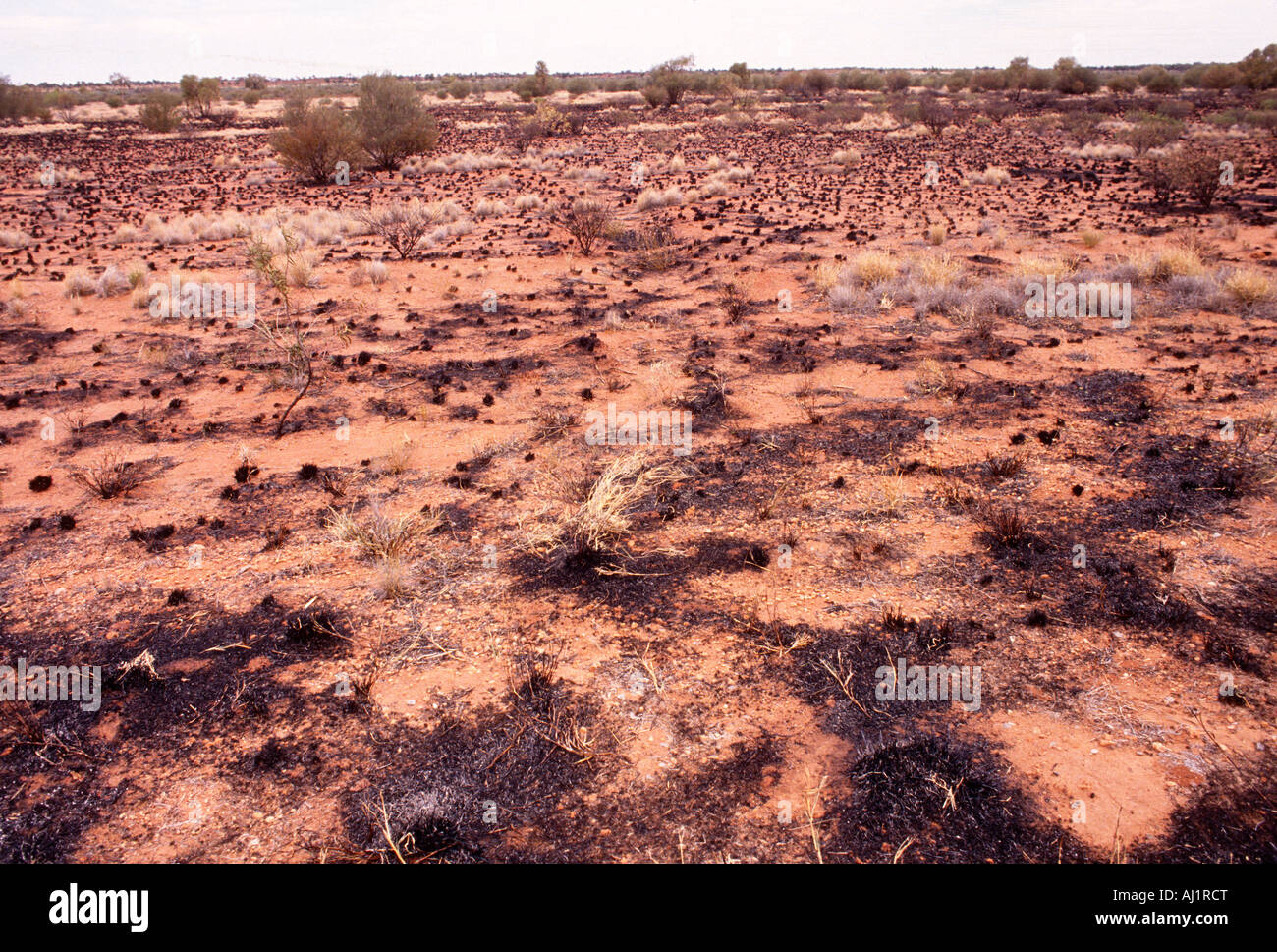 Damage after a bush fire in the outback Queensland, Australia Stock ...