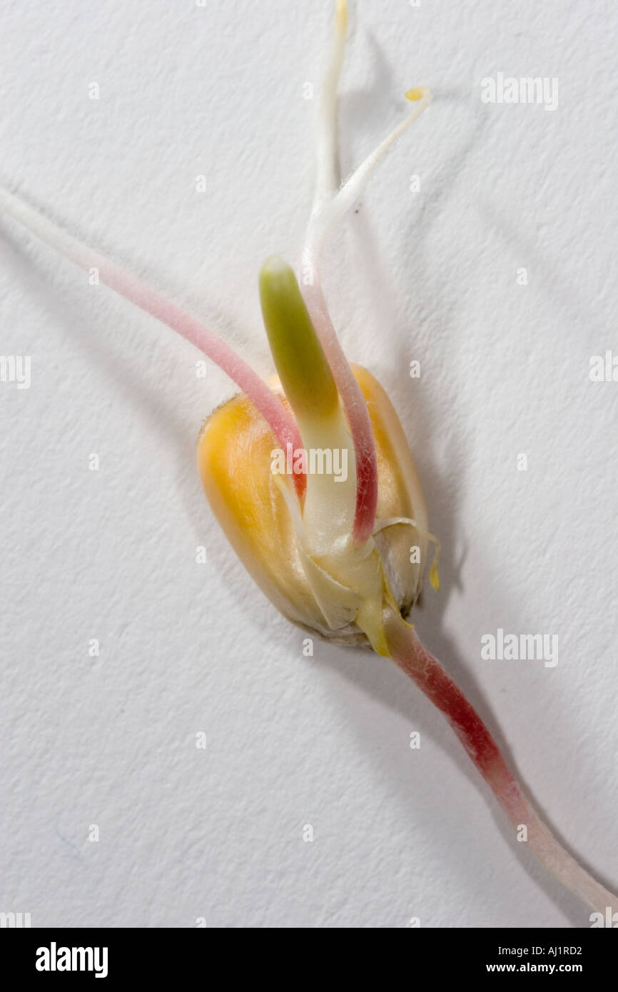 Corn Seed Germination Experiment