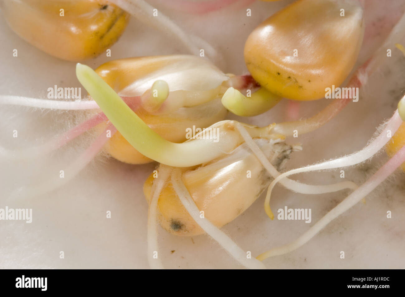 Zea corn root hi-res stock photography and images - Alamy