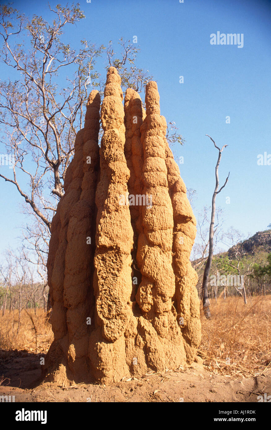 Termite tower hi-res stock photography and images - Alamy