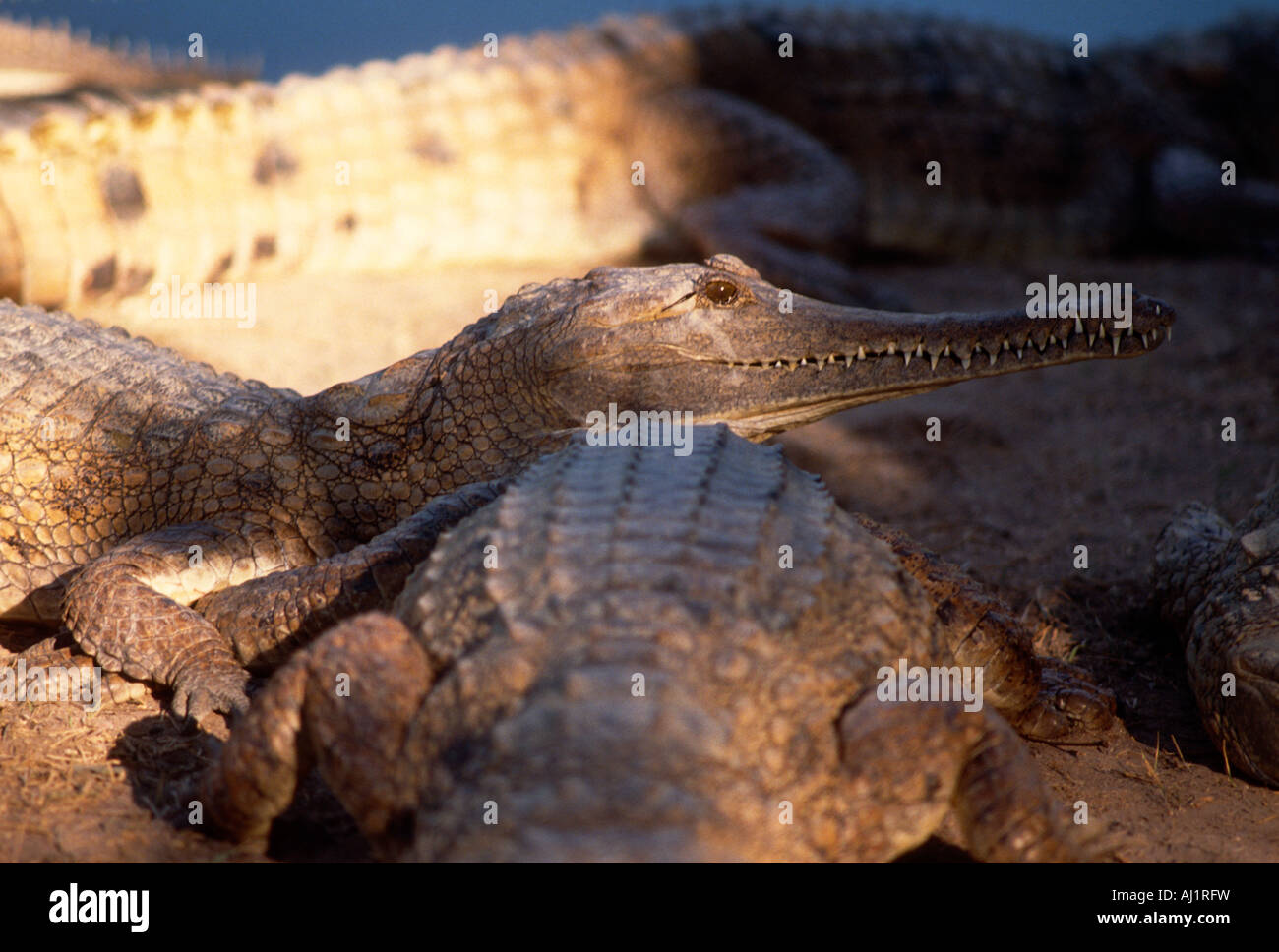 Bask of crocodiles hi-res stock photography and images - Alamy