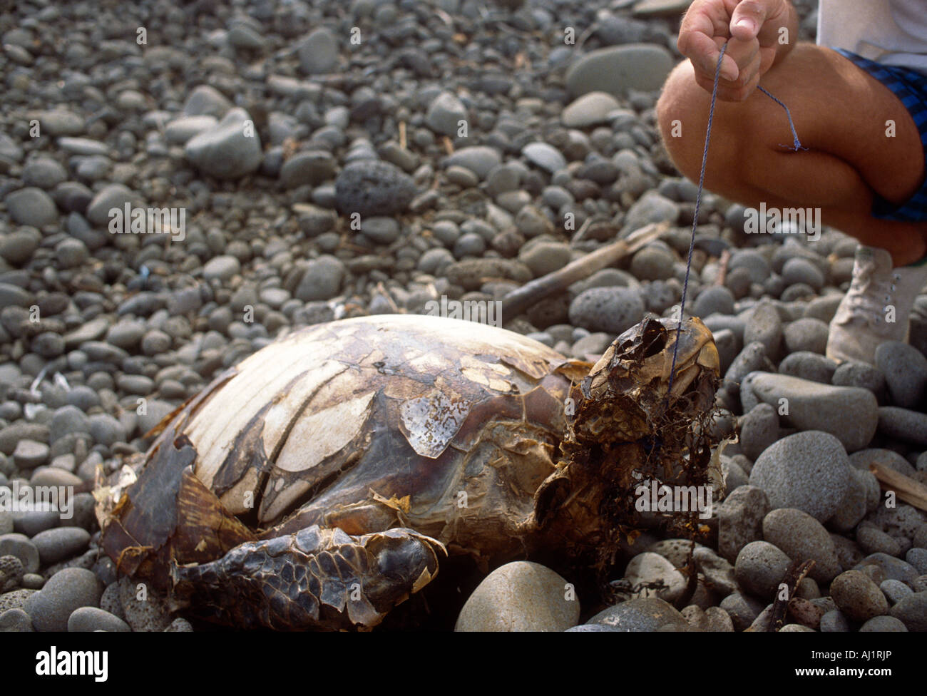 Turtle killed by fishing line on a beach in Australia Stock Photo - Alamy
