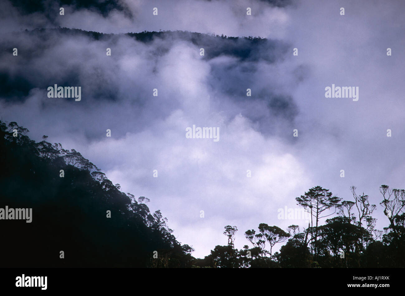 tropical rain forest in the mountains of iRIAN JAYA Tropical rain ...