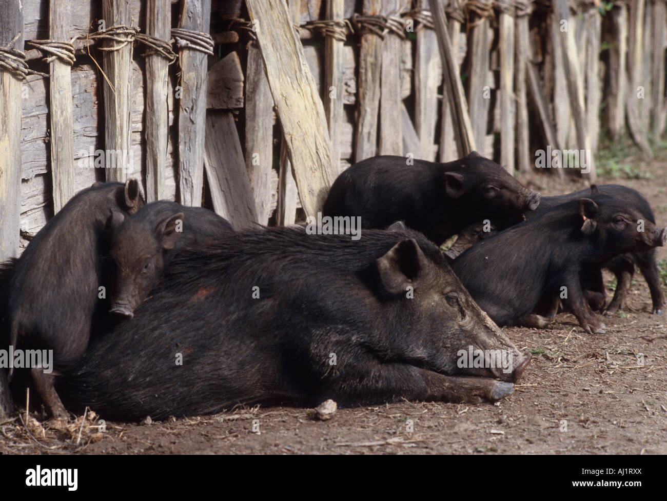 Pigs in Dani village Irian Jaya , Indonesia Stock Photo - Alamy