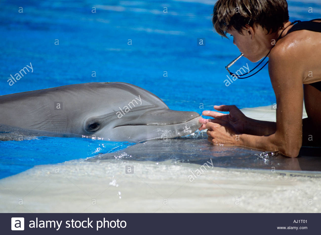 Dolphin Trainer High Resolution Stock Photography and Images - Alamy