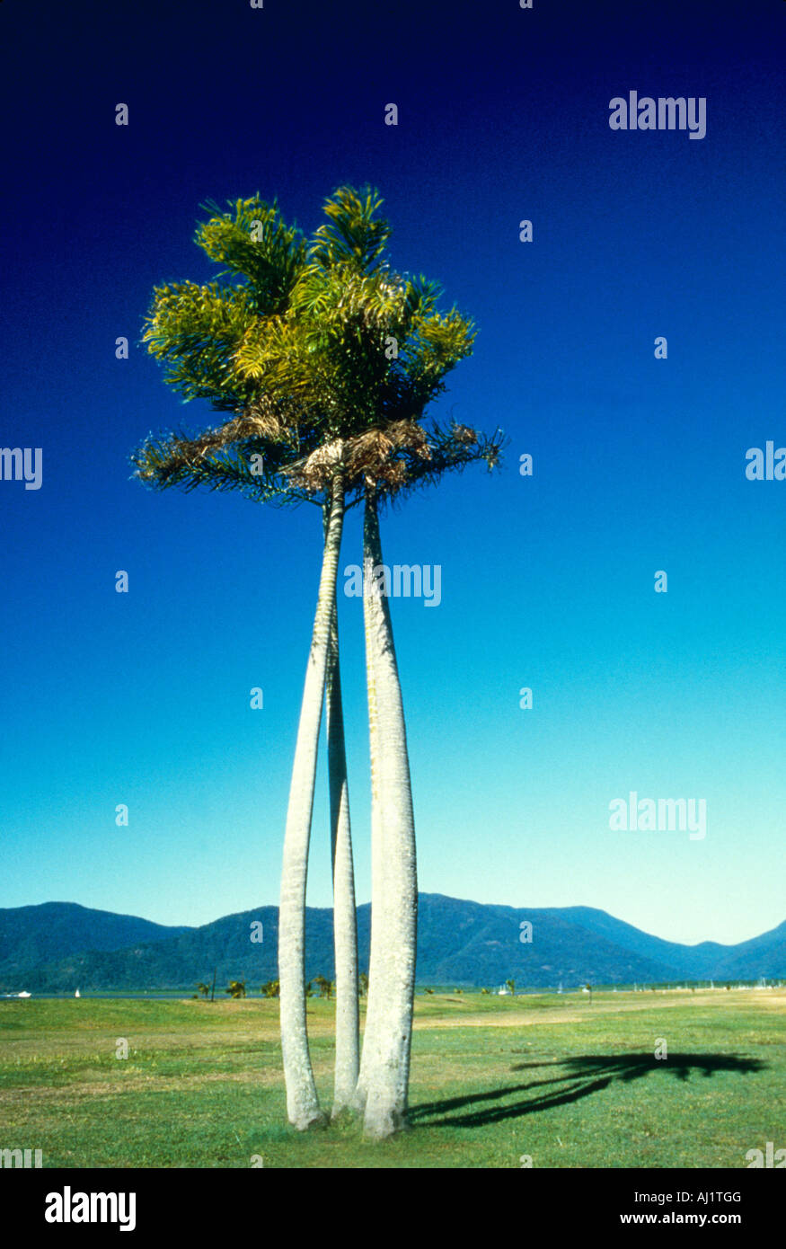 Trio palm trees High Resolution Stock Photography and Images - Alamy