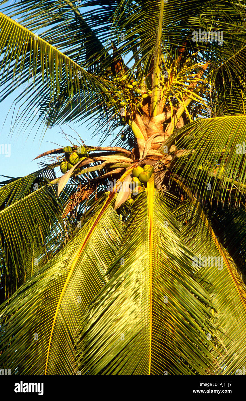 coconut palm tree Stock Photo - Alamy