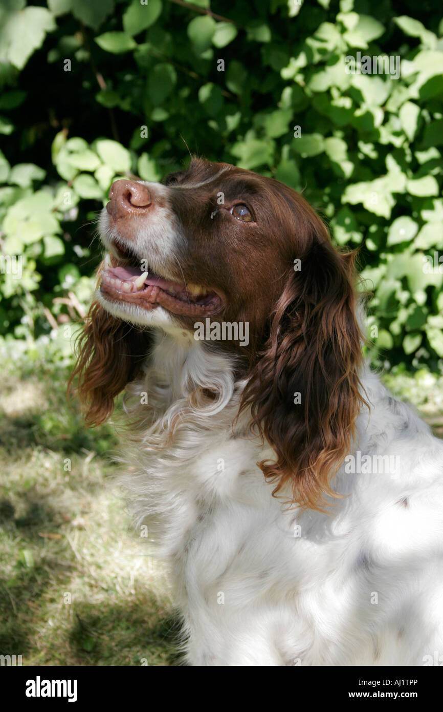 Springer gundog pheasant hi-res stock photography and images - Alamy