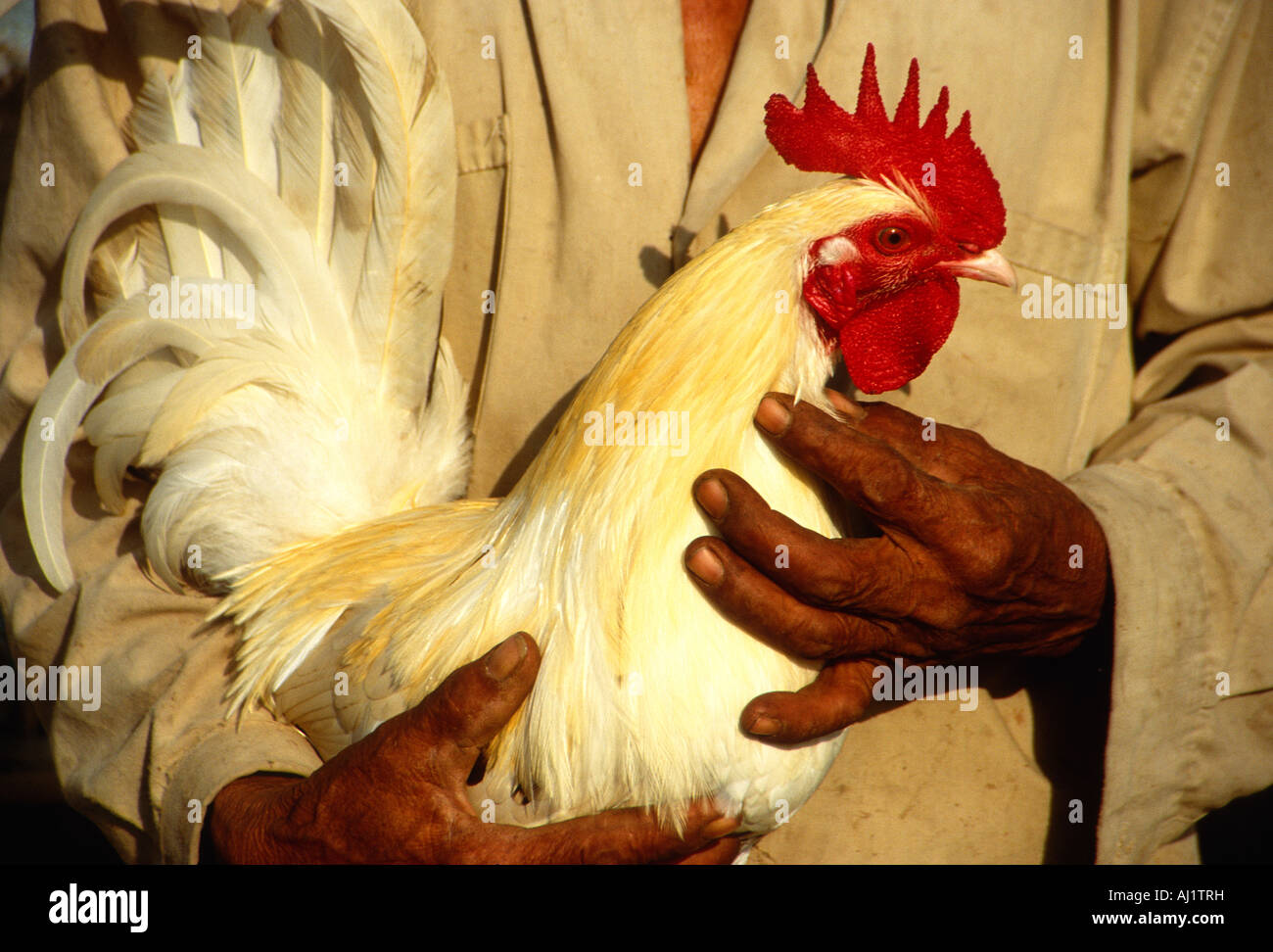 man holding white cockerel Stock Photo - Alamy