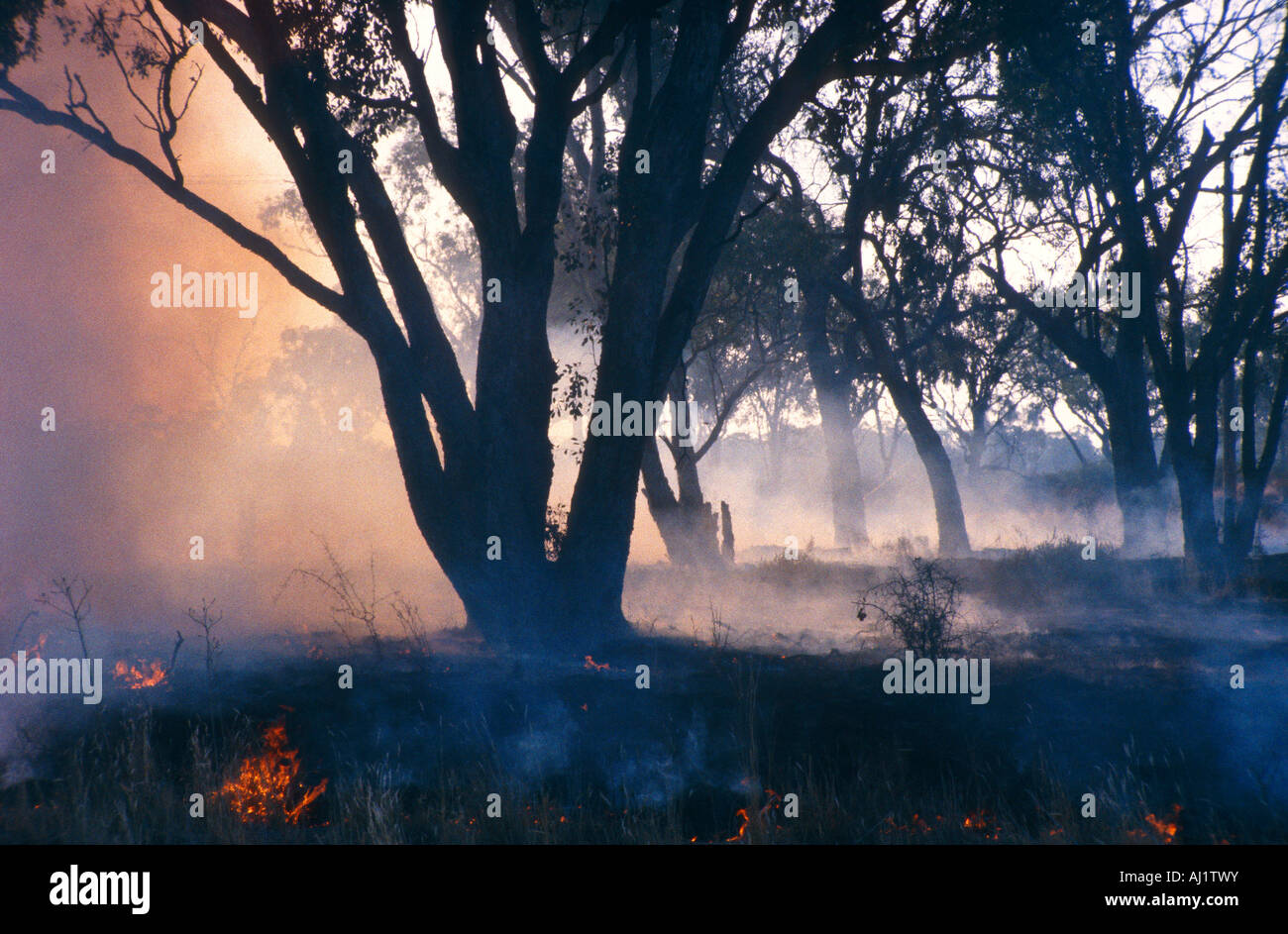 bush fire burning Stock Photo - Alamy