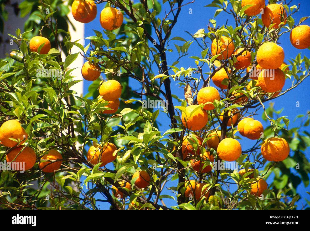 seville oranges growing on tree Stock Photo - Alamy