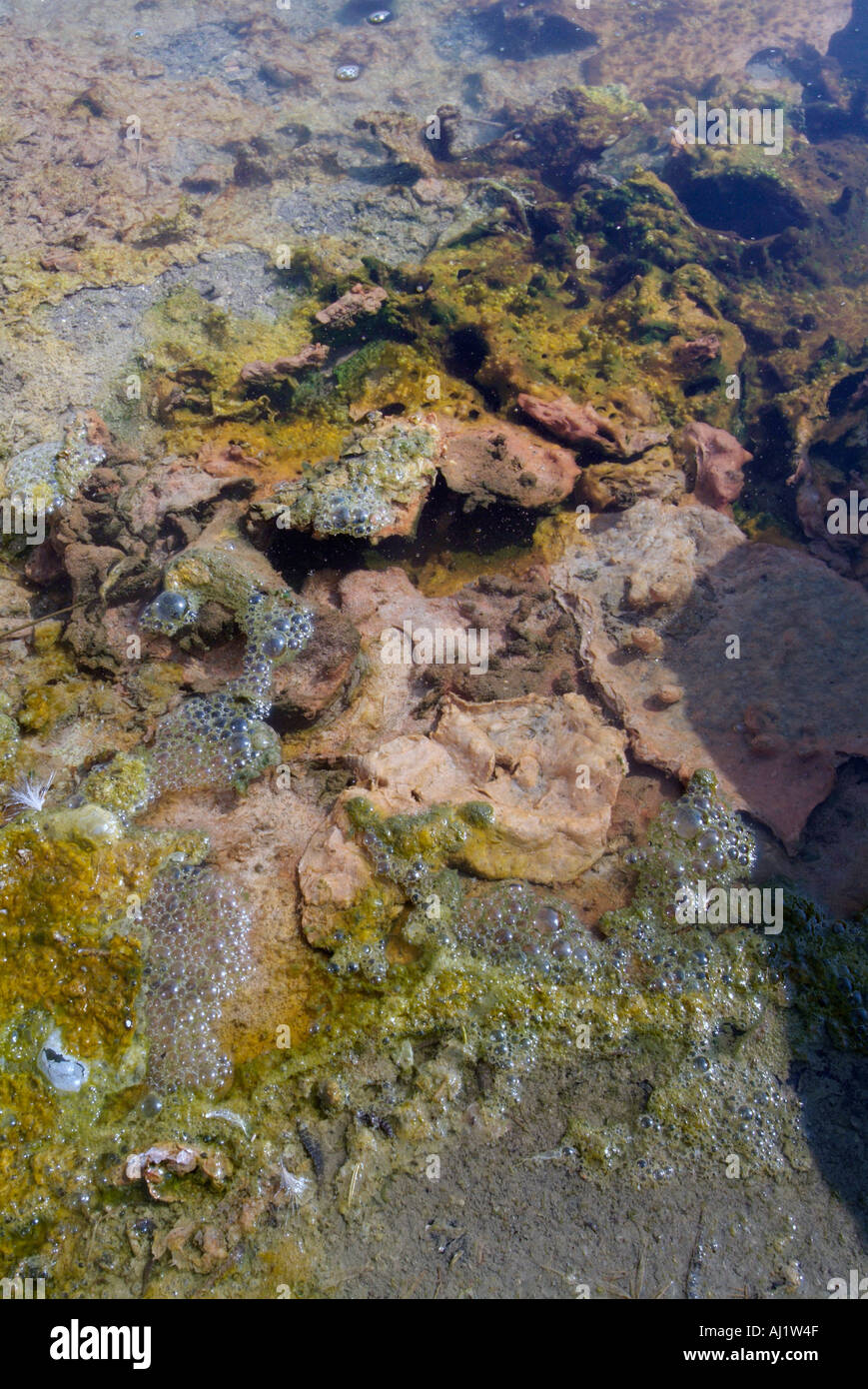 Close up of pool of brackish hot volcanic water with a skin of surface ...