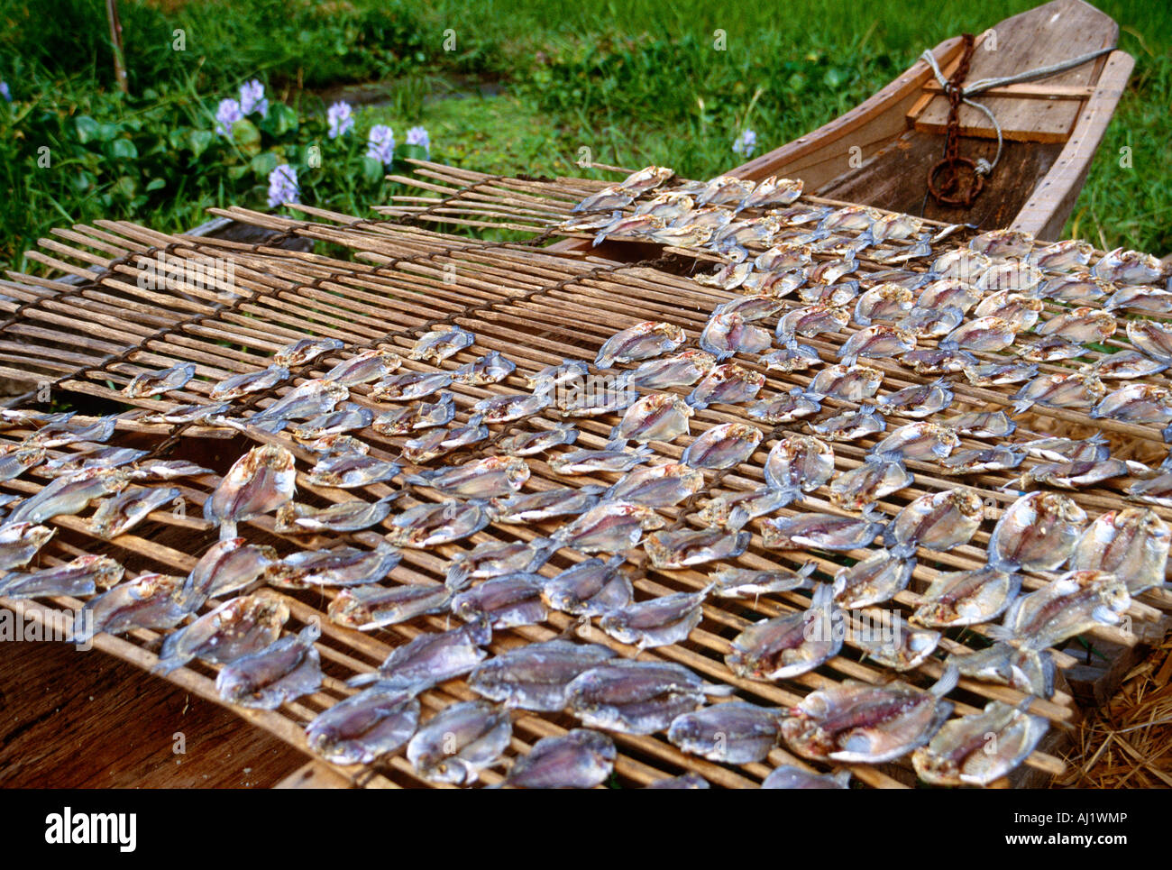 fresh fish drying in sun on racks Stock Photo - Alamy