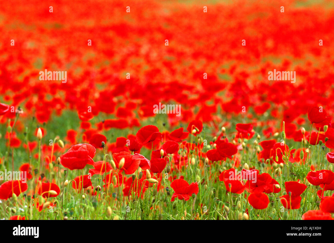 red poppy field Stock Photo - Alamy