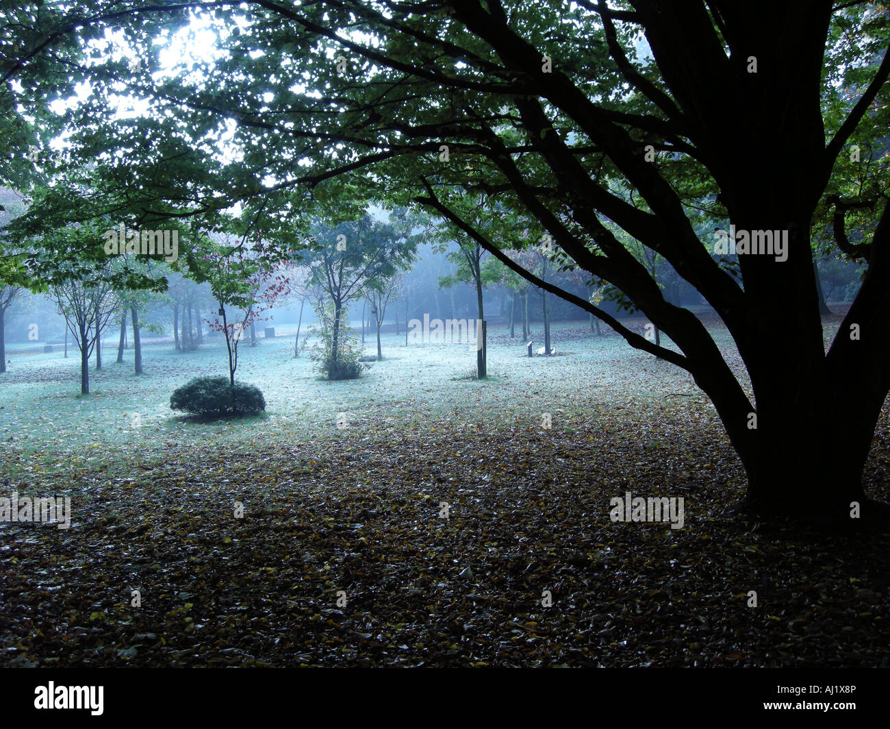 Park in Mist Stock Photo - Alamy